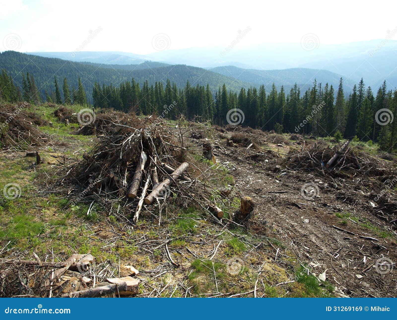 Massive deforestation stock image. Image of intense, country - 31269169