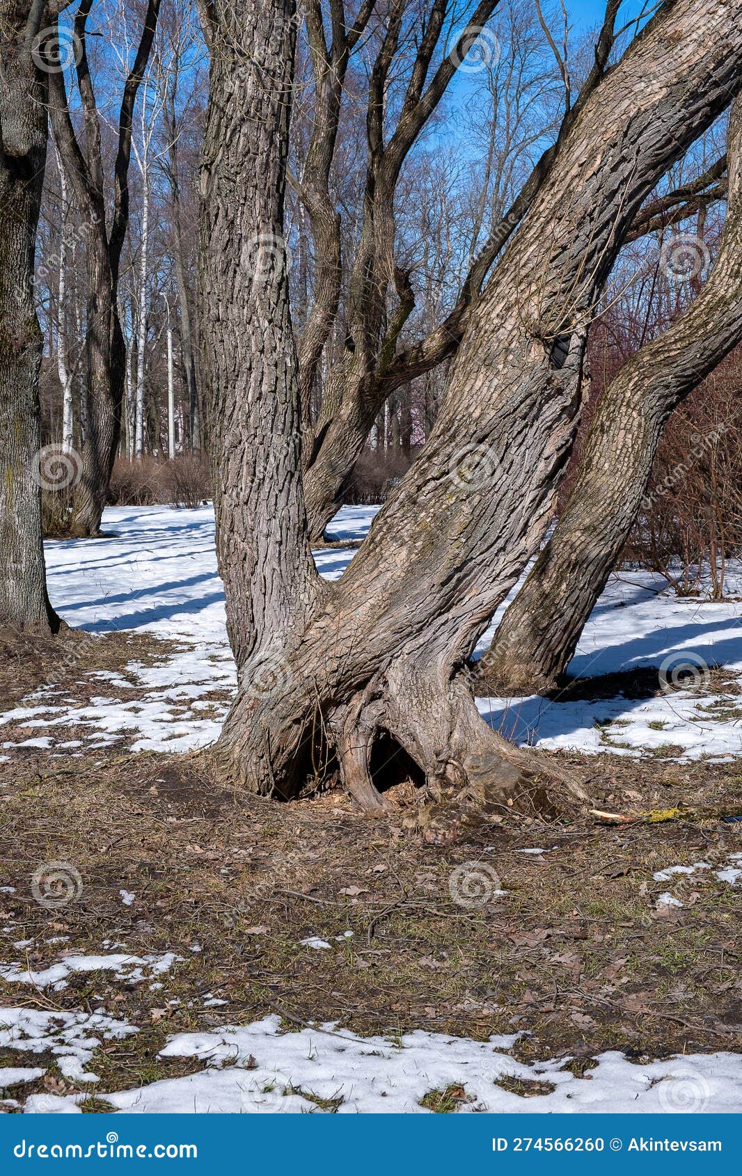 Massive elm in the park stock photo. Image of large - 274566260