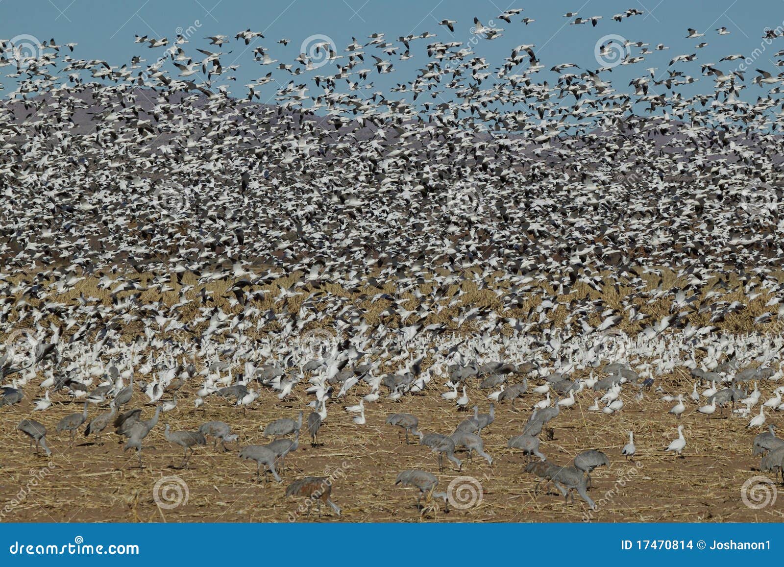 Massive Flock of Geese stock photo. Image of mountain - 17470814