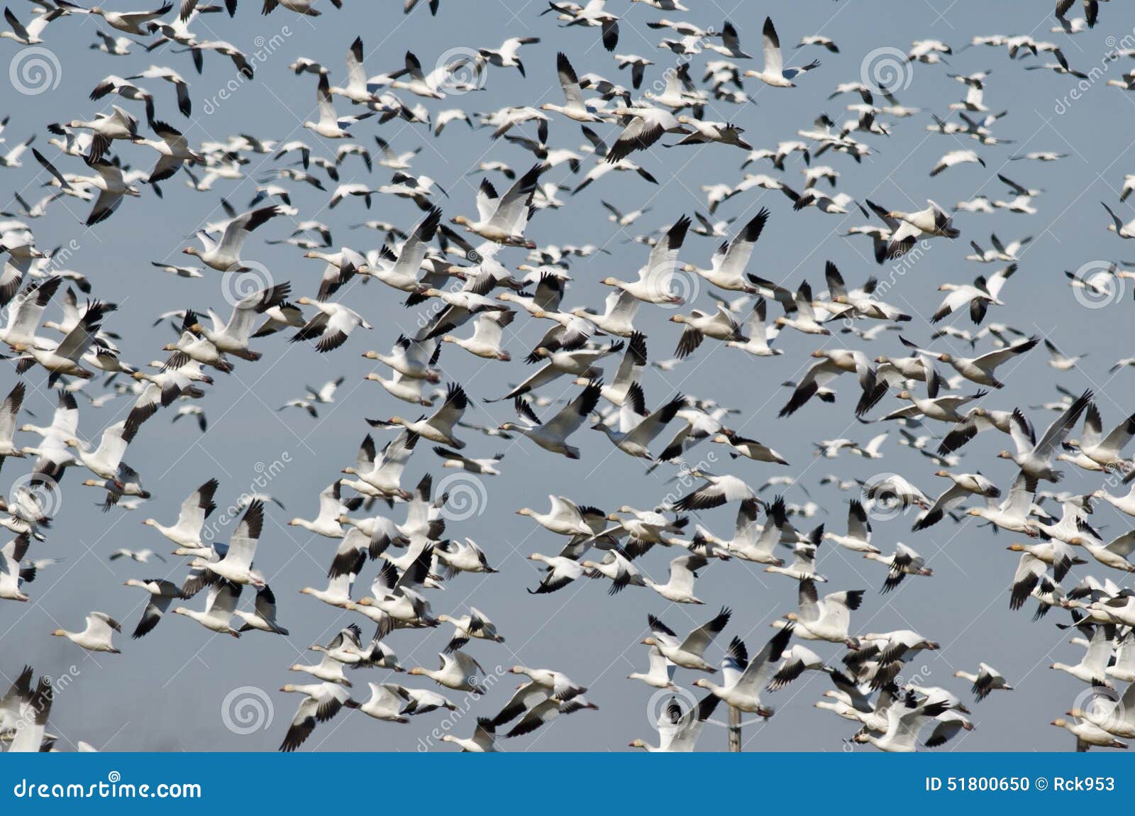 Massive Flock of Snow Geese Flying Over the Marsh Stock Photo - Image ...