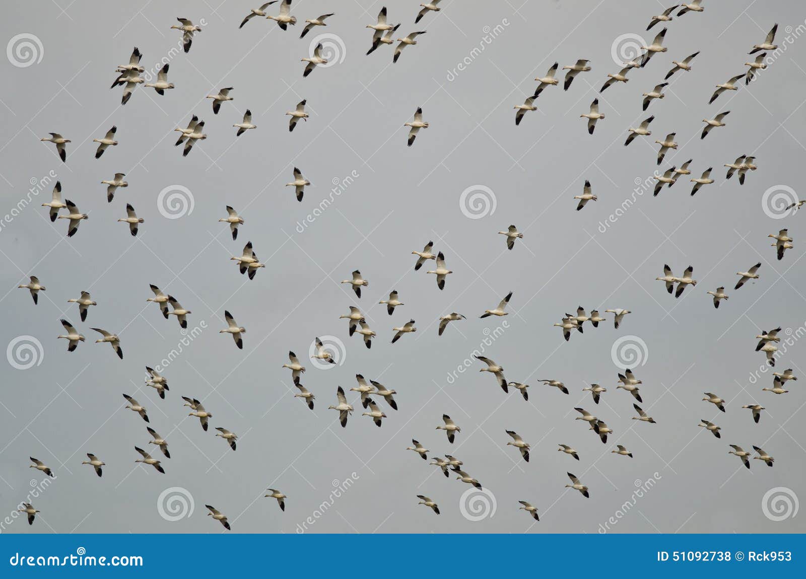 Massive Flock of Snow Geese Flying Over the Marsh Stock Photo - Image ...