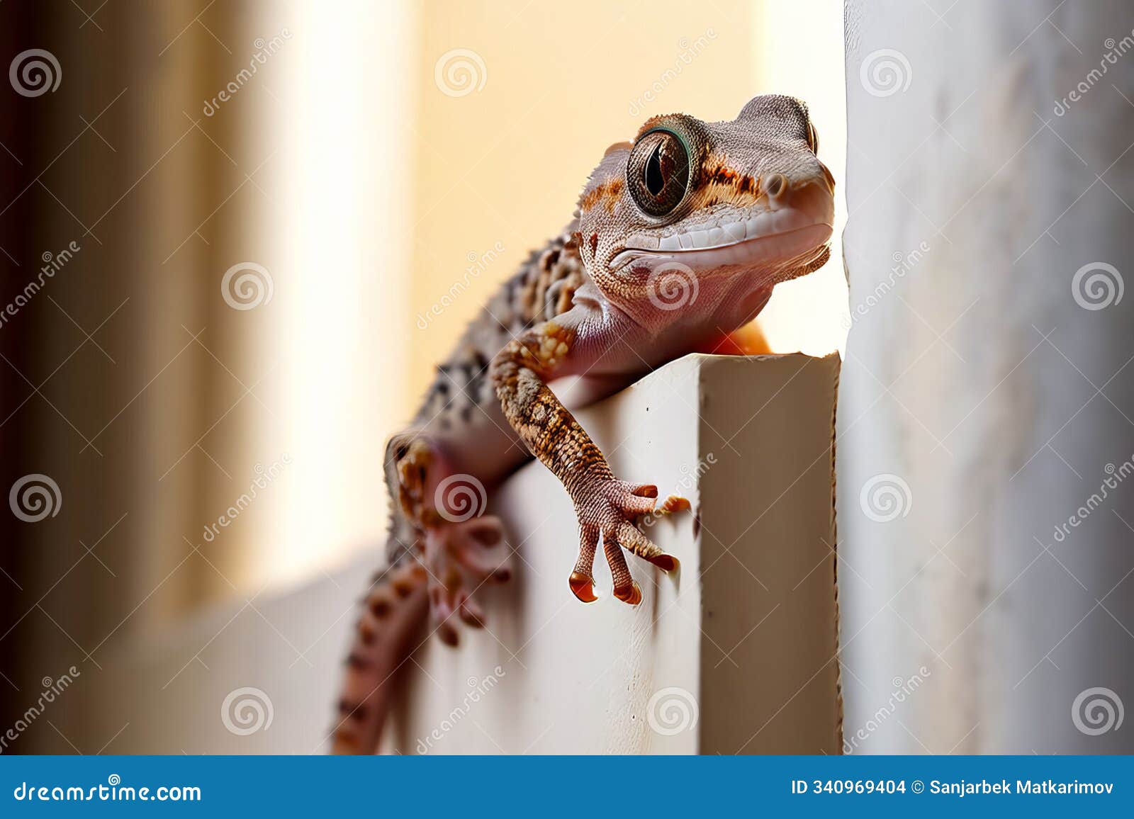 Massive Gecko a Gecko the Size of a Small Mouse Its Tiny Feet Ba Stock ...