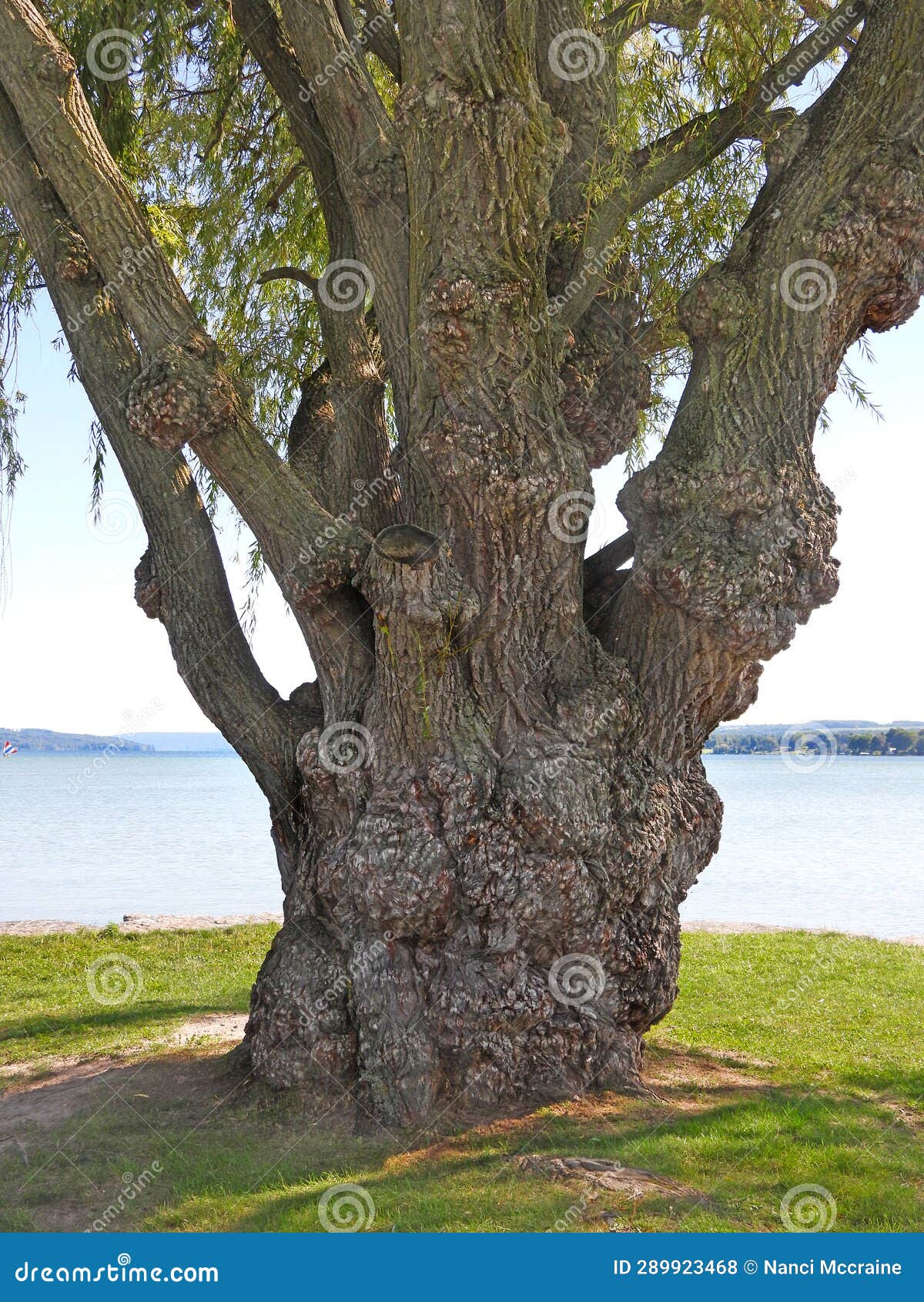 Massive, Gnarled Willow Tree at Emerson Park Owaso Lake Stock Photo ...