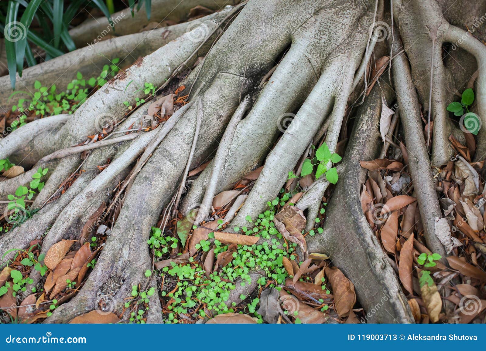 The Massive Gray Roots of the Tree Go To the Ground Covered with Green ...