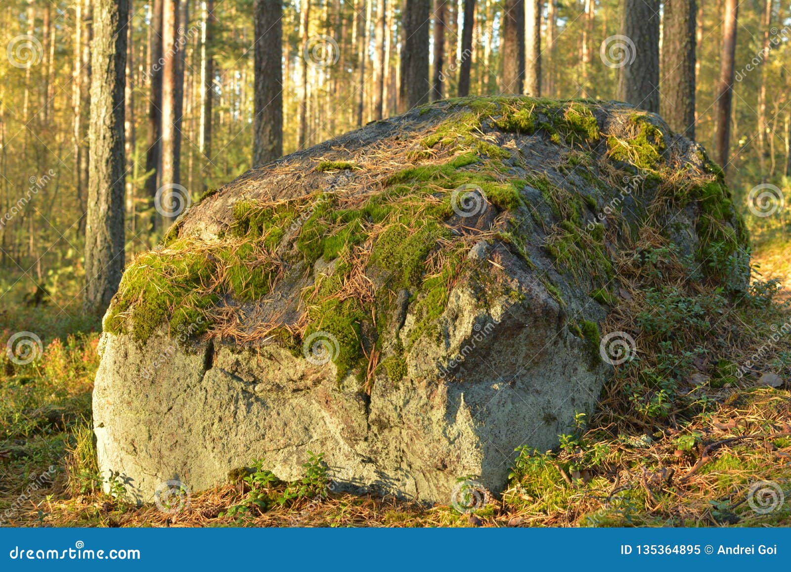 A big stone in the forest stock image. Image of health - 135364895
