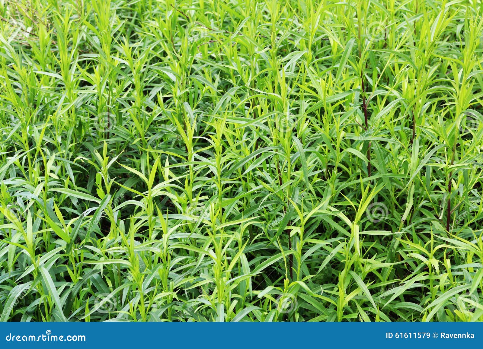 Green Weed Background. Royalty-Free Stock Photography | CartoonDealer ...