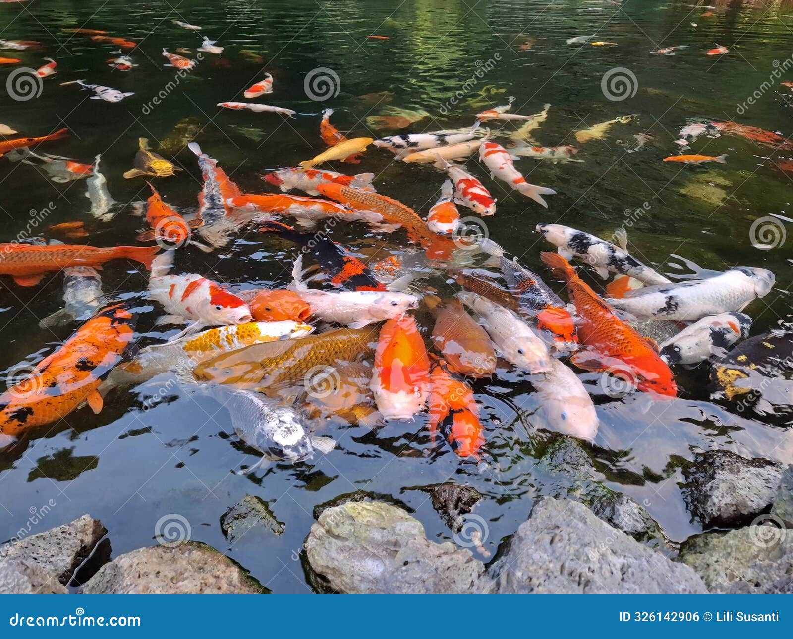 Feeding Koi Fish in the Pond Stock Photo - Image of fish, freshwater ...