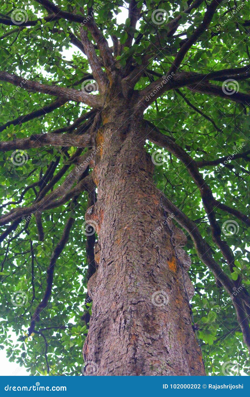 A tall tree trunk stock photo. Image of tree, branches - 102000202