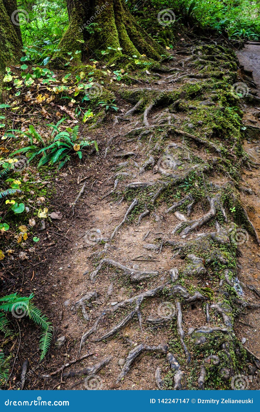 Massive Logs and Trees on the Coast of the Beach in the Olympic ...