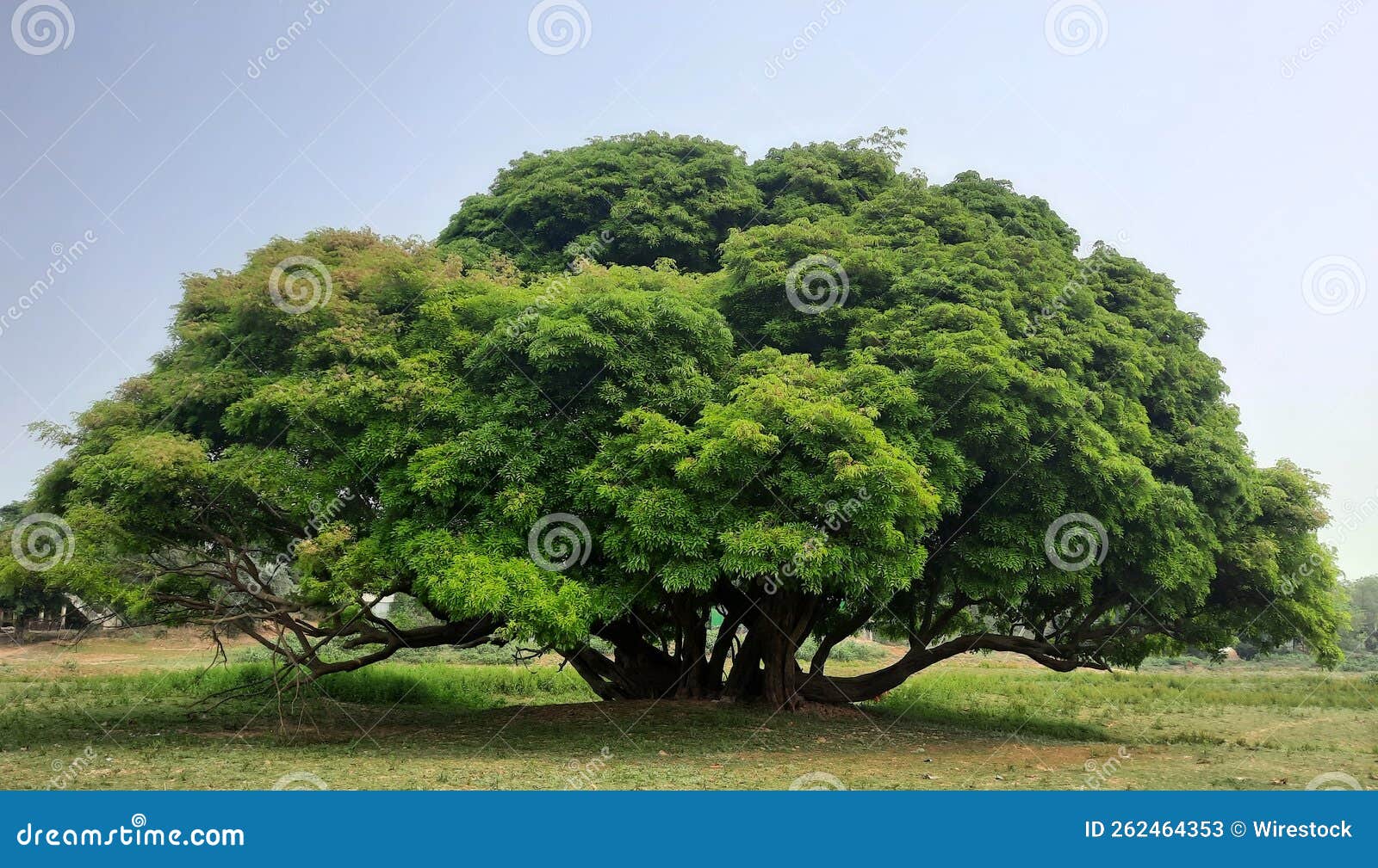 Massive Lush Green Tree with Wide Branches in the Field Under a Blue ...