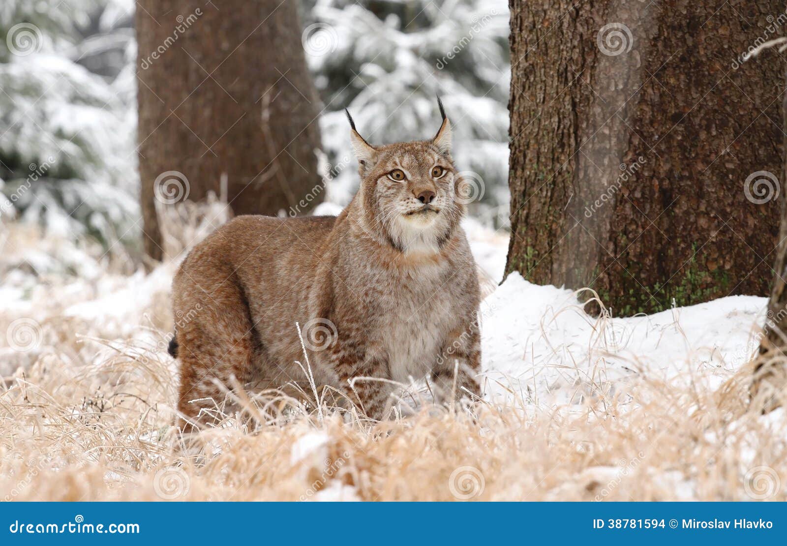 Massive lynx stock photo. Image of wildlife, elegant - 38781594