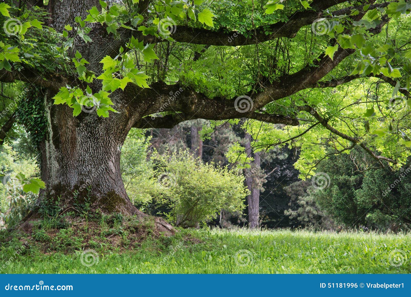 Massive Maple Tree in the Park Stock Photo - Image of plant, beauty ...