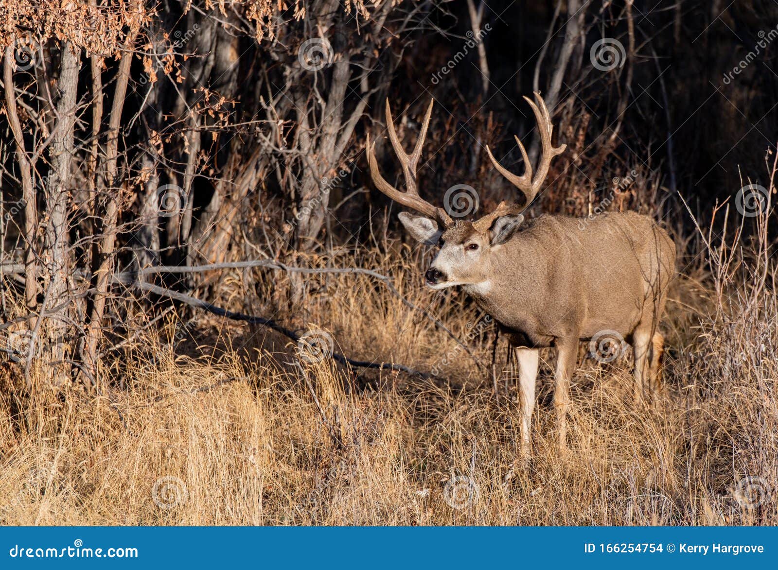 A Massive Mule Deer Buck in a Field during Autumn Stock Photo - Image ...