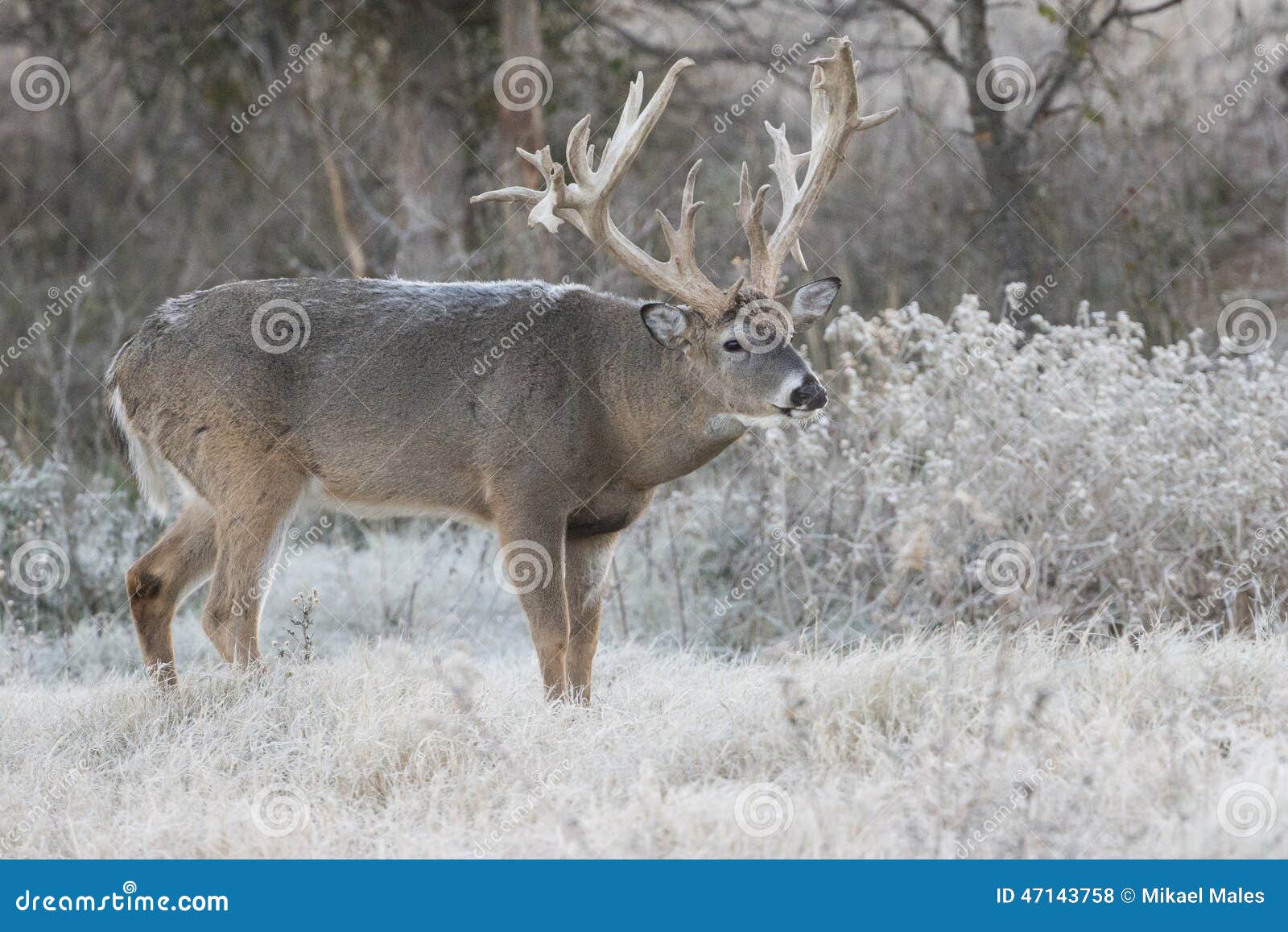 Massive Non-typical Racked Whitetail Buck with First on Back Stock ...