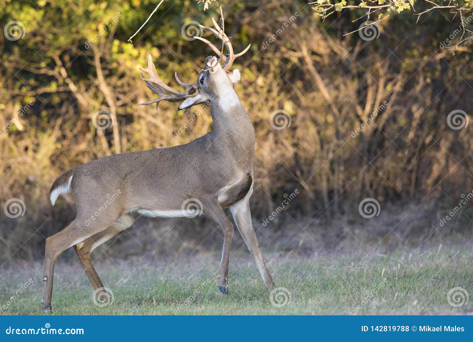 Massive Non Typical Whitetail Buck Making Rub on Tree Branch during the ...