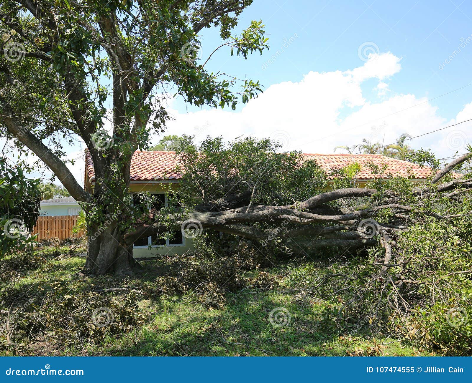 Massive Oak Tree Trunk Falls Over after Hurricane Irma Stock Image ...