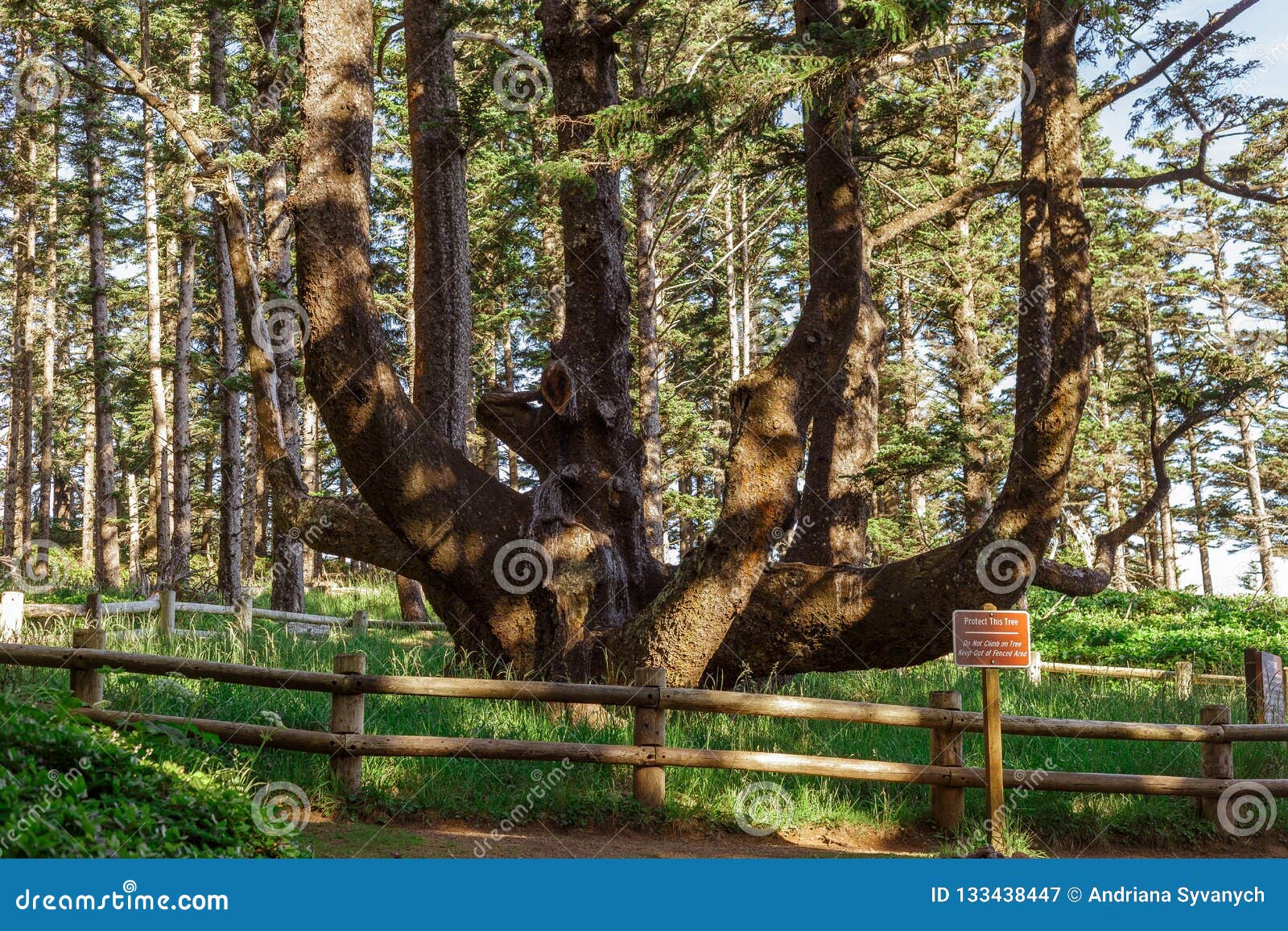 Massive Octopus Tree, Cape Meares, Oregon, USA Stock Image - Image of ...
