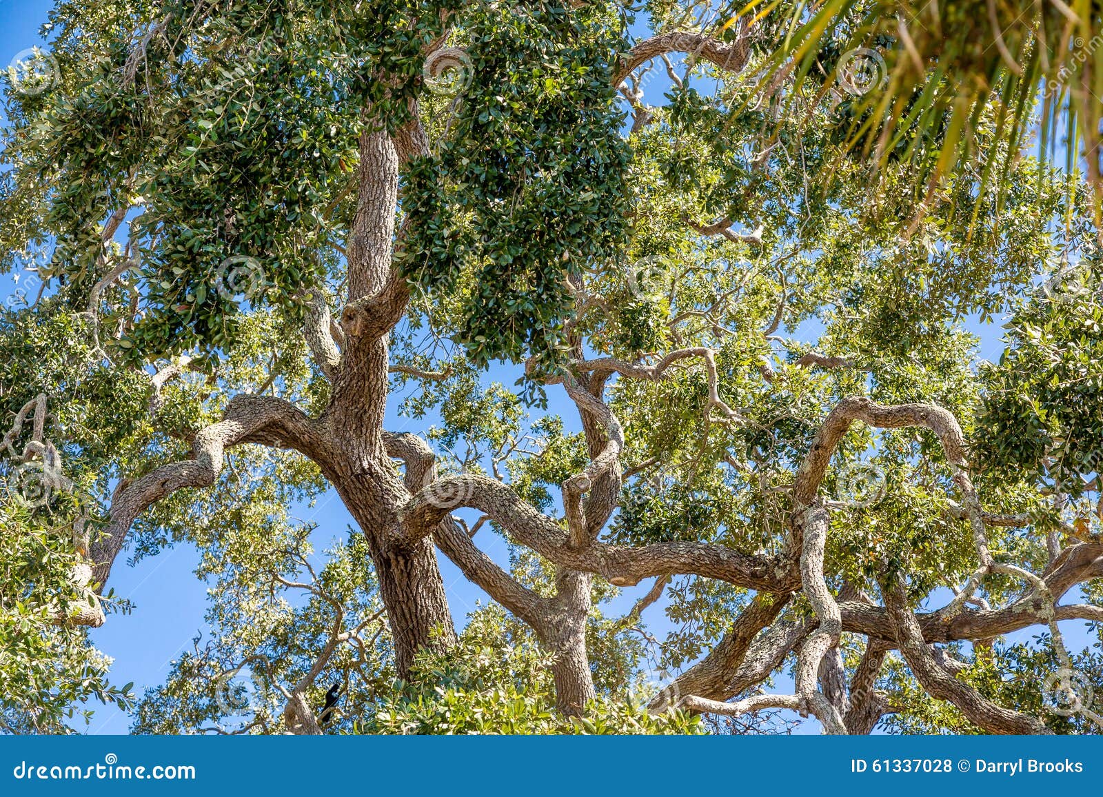 Massive Old Oak Limbs Against Sky Stock Photo - Image of spanish ...