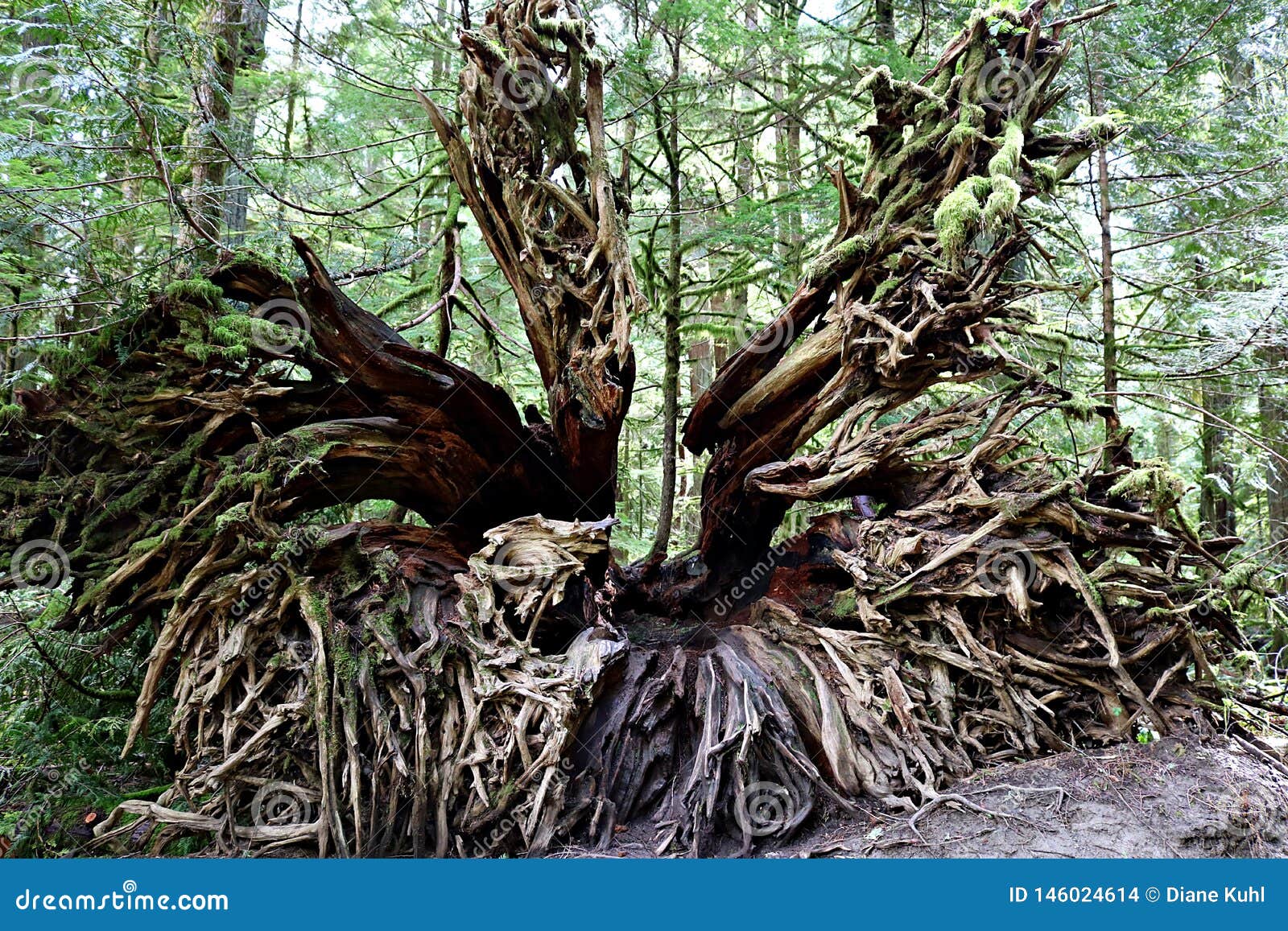 Massive Roots of Dead Tree Laying Down with Tree Growing Ot of Trunk ...