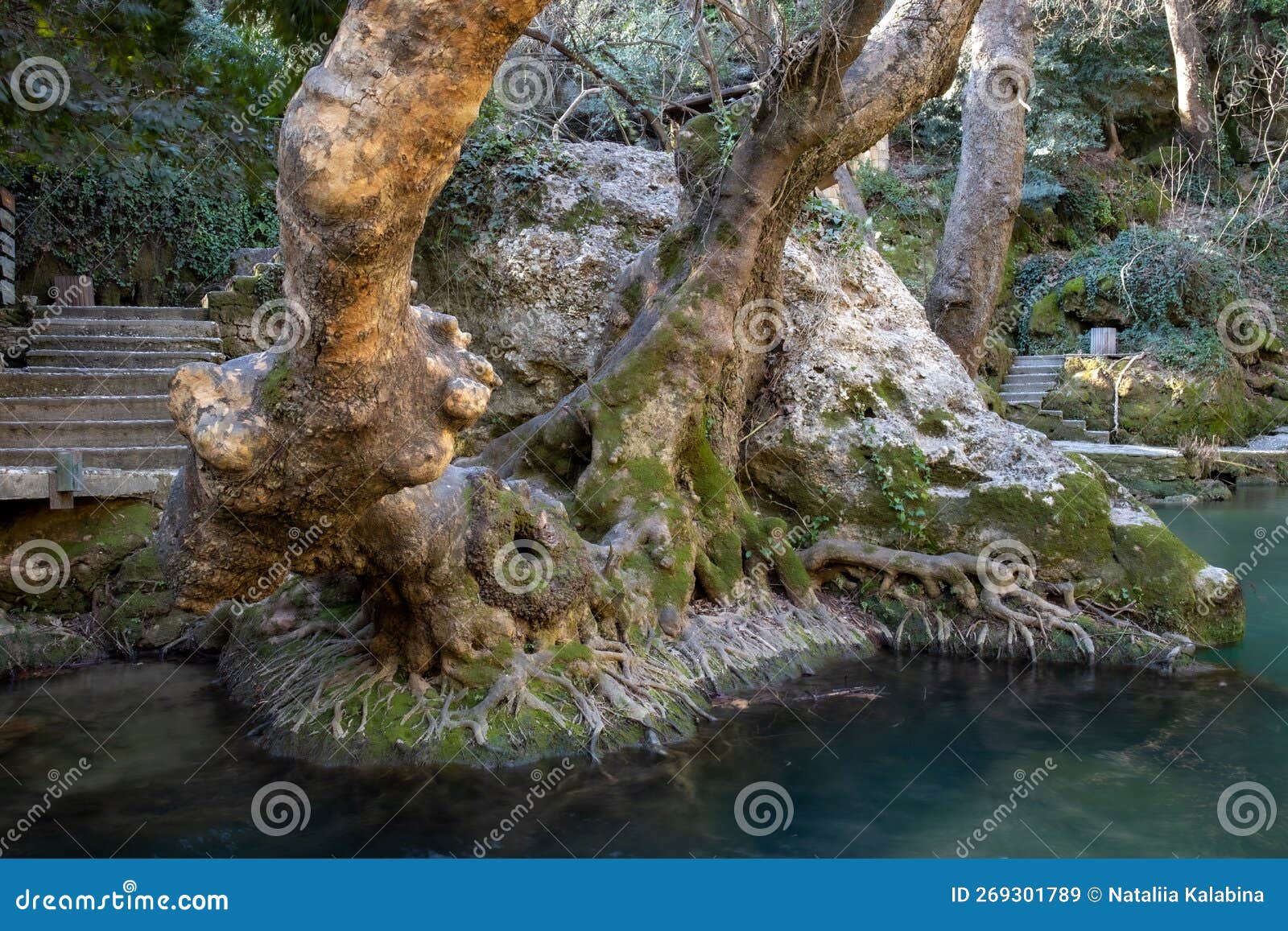 Massive Roots Going into the Water Stock Image - Image of branch ...