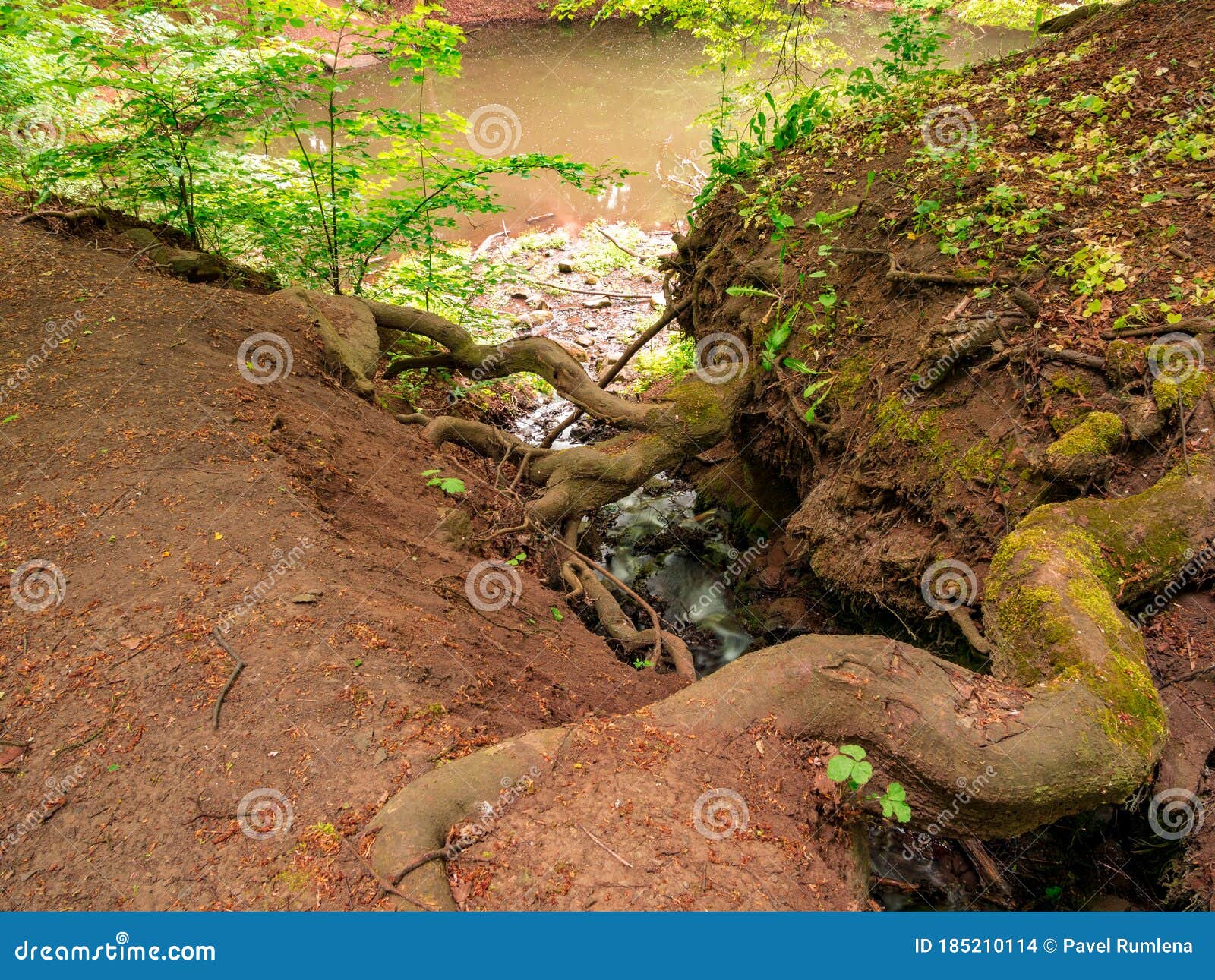 Massive Roots Of A Tree Moreton Bay Fig Royalty-Free Stock Photo ...