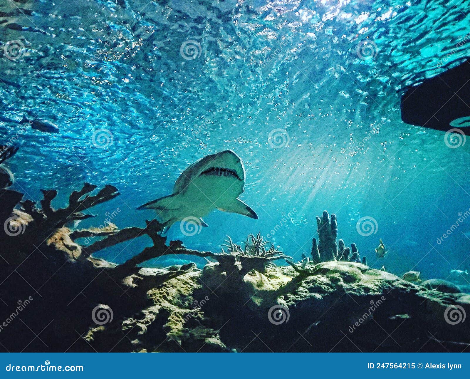 Massive Shark Swimming through the Waves. Stock Image - Image of ...