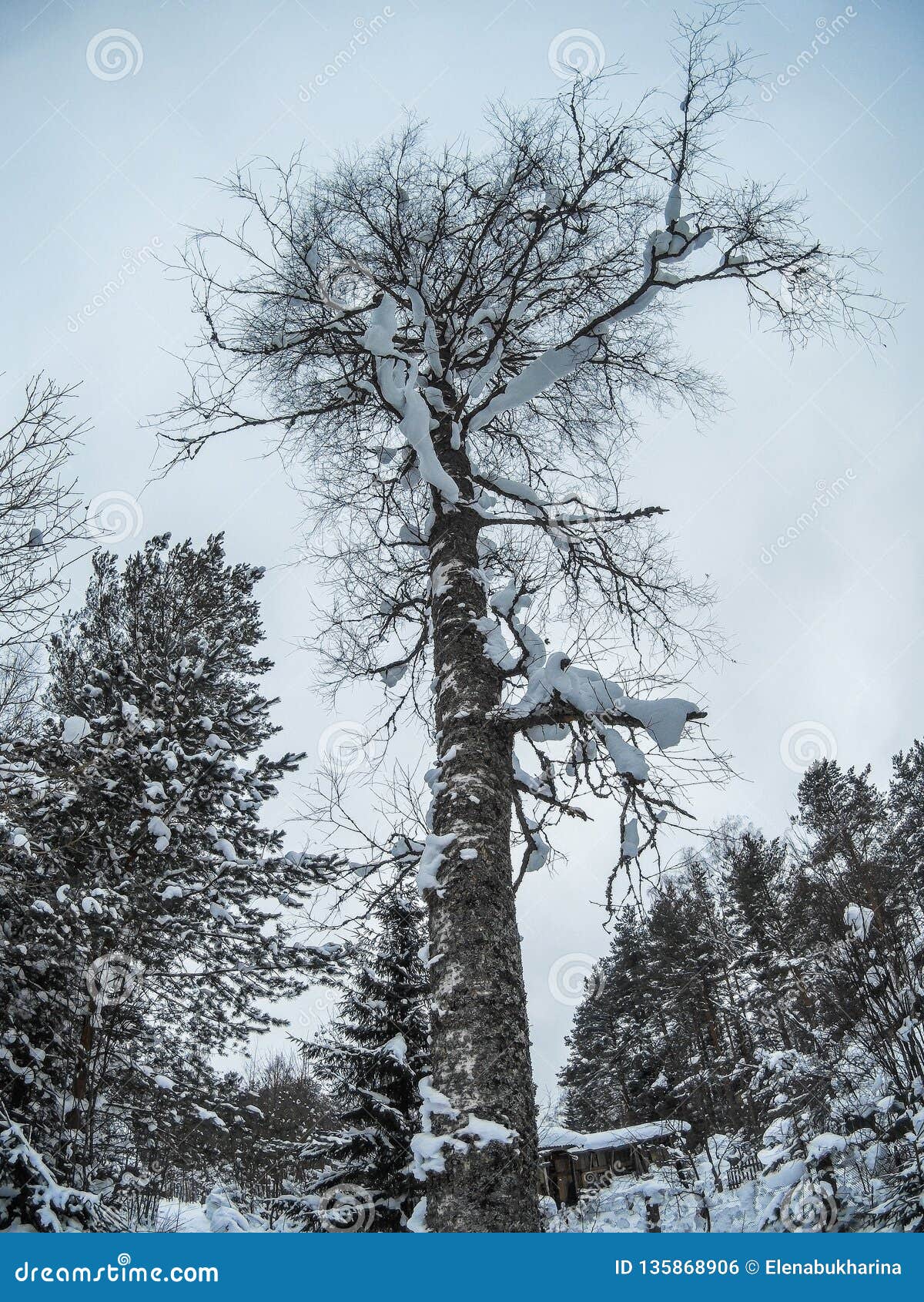 Massive Snow Covered Birch Tree Bottom Up Shot Stock Photo - Image of ...