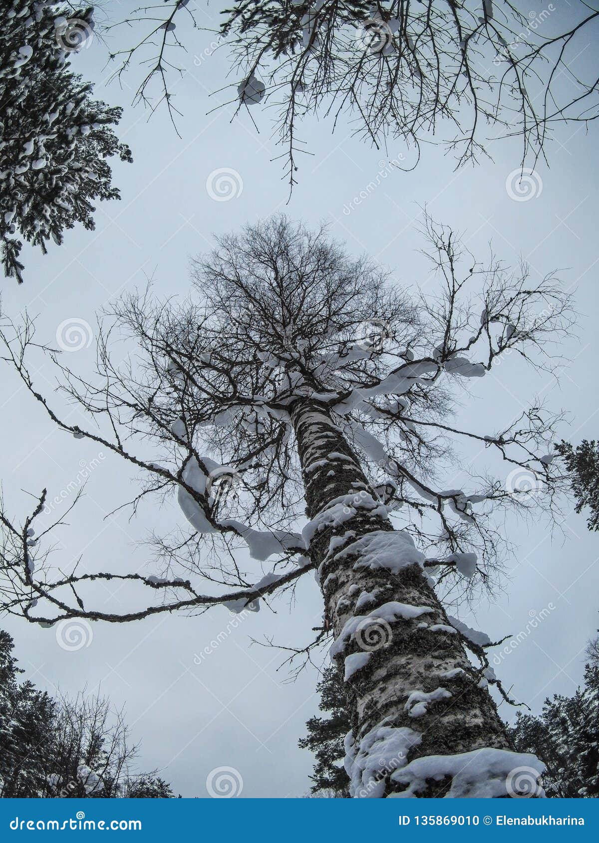 Massive Snow Covered Birch Tree Bottom Up Shot Stock Photo - Image of ...
