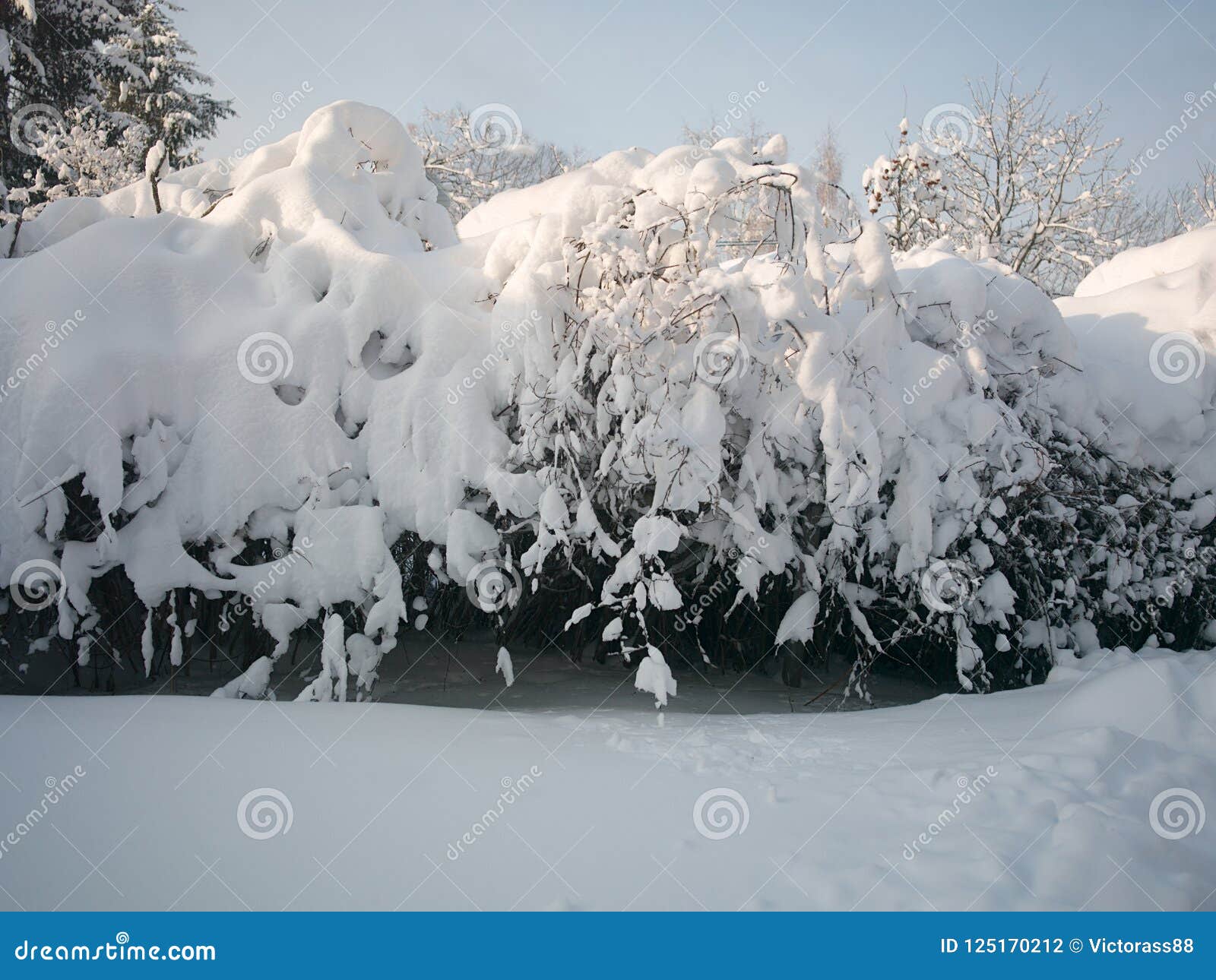 After massive snowfall stock photo. Image of frosty - 125170212