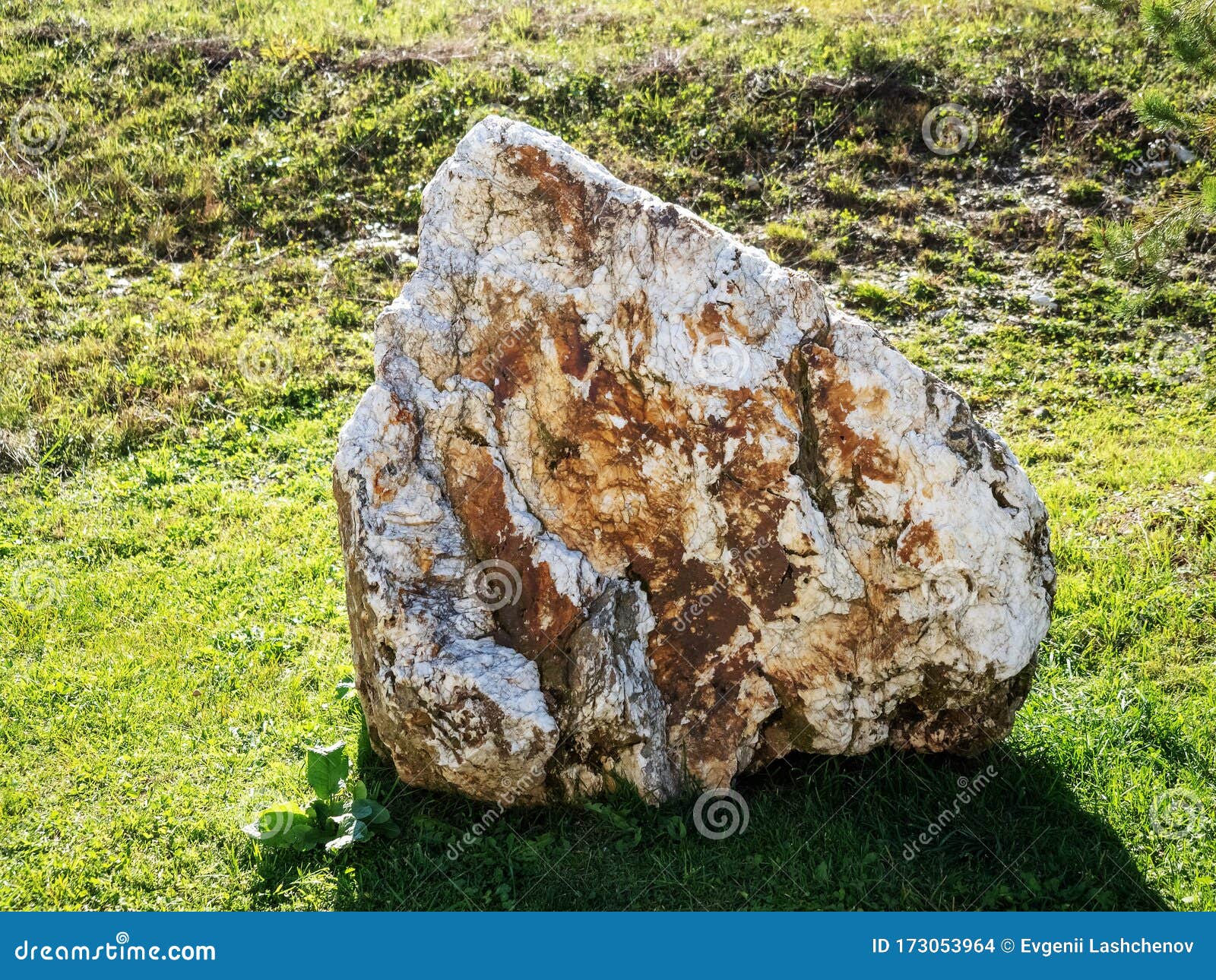 Massive Spotted Stone Lies on a Lawn with Green Grass Stock Photo ...