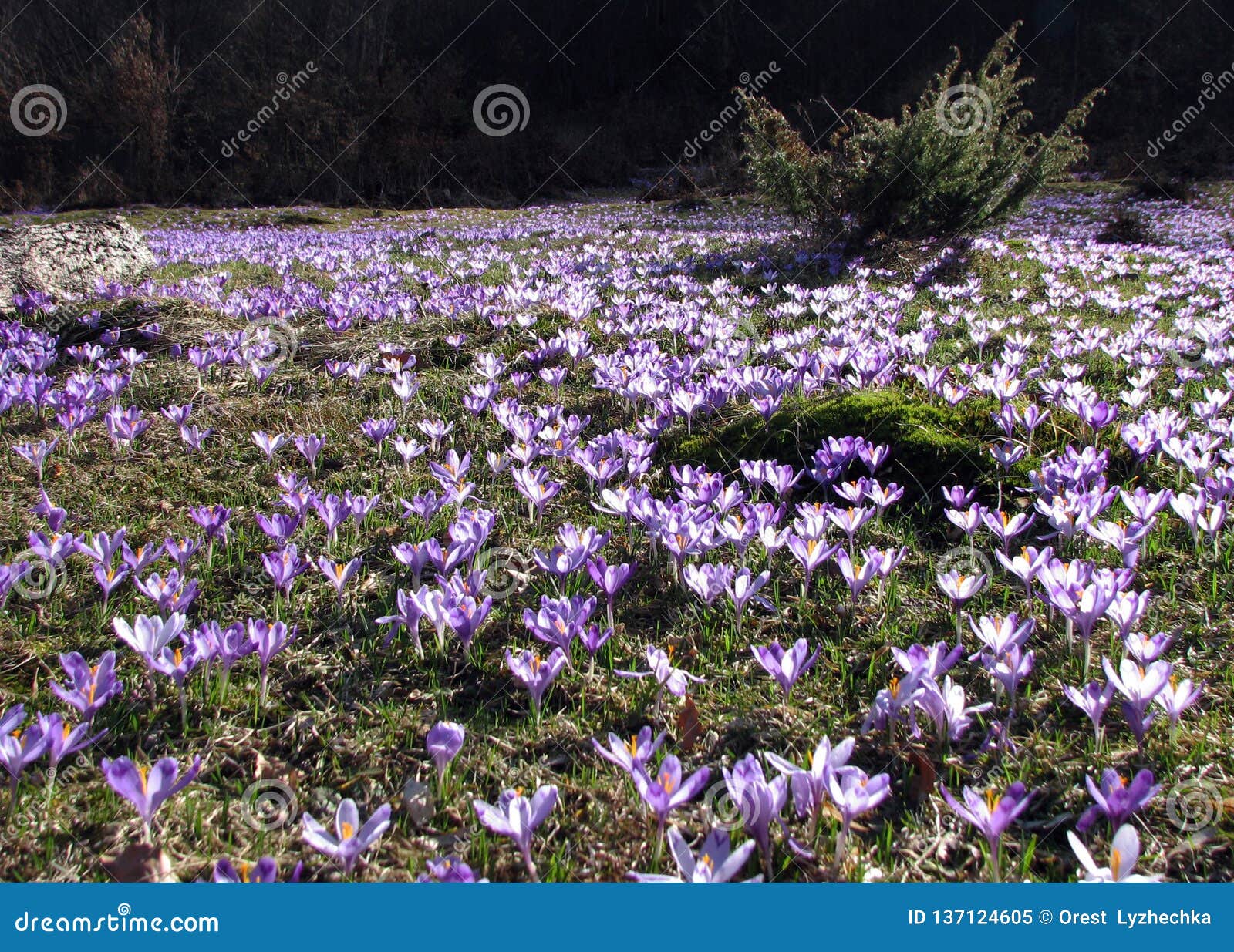 Massive Spring Flowering Crocus Heuffelianus Stock Image - Image of ...