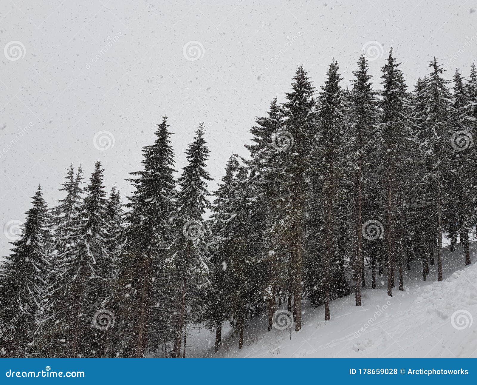 Massive Spruce Tree Field in Winter As the Snow is Falling Down Stock ...