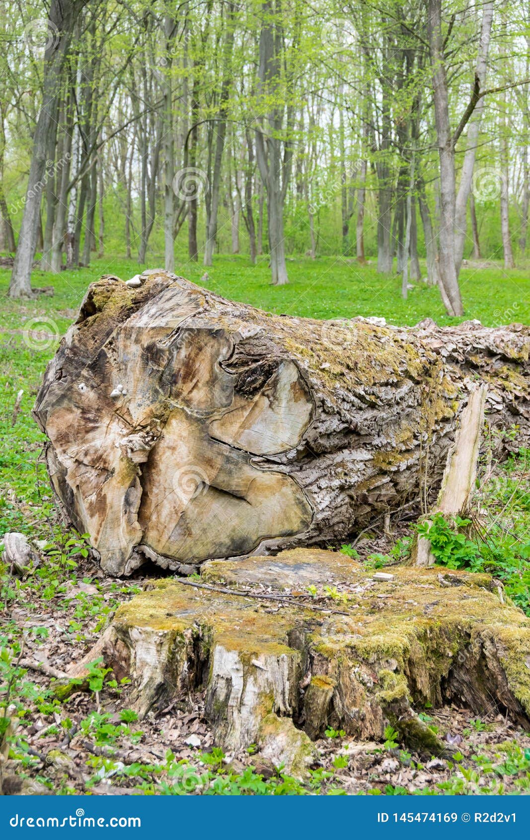 Old Stump Of Fallen Tree In A Field Among The Grass Stock Image ...