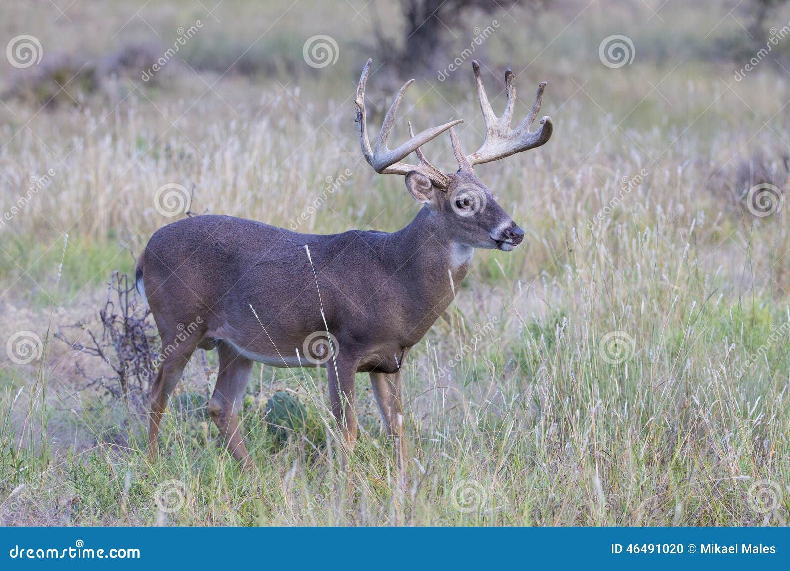 Massive Thick and Heavy Rack on Whitetail Buck Stock Photo - Image of ...