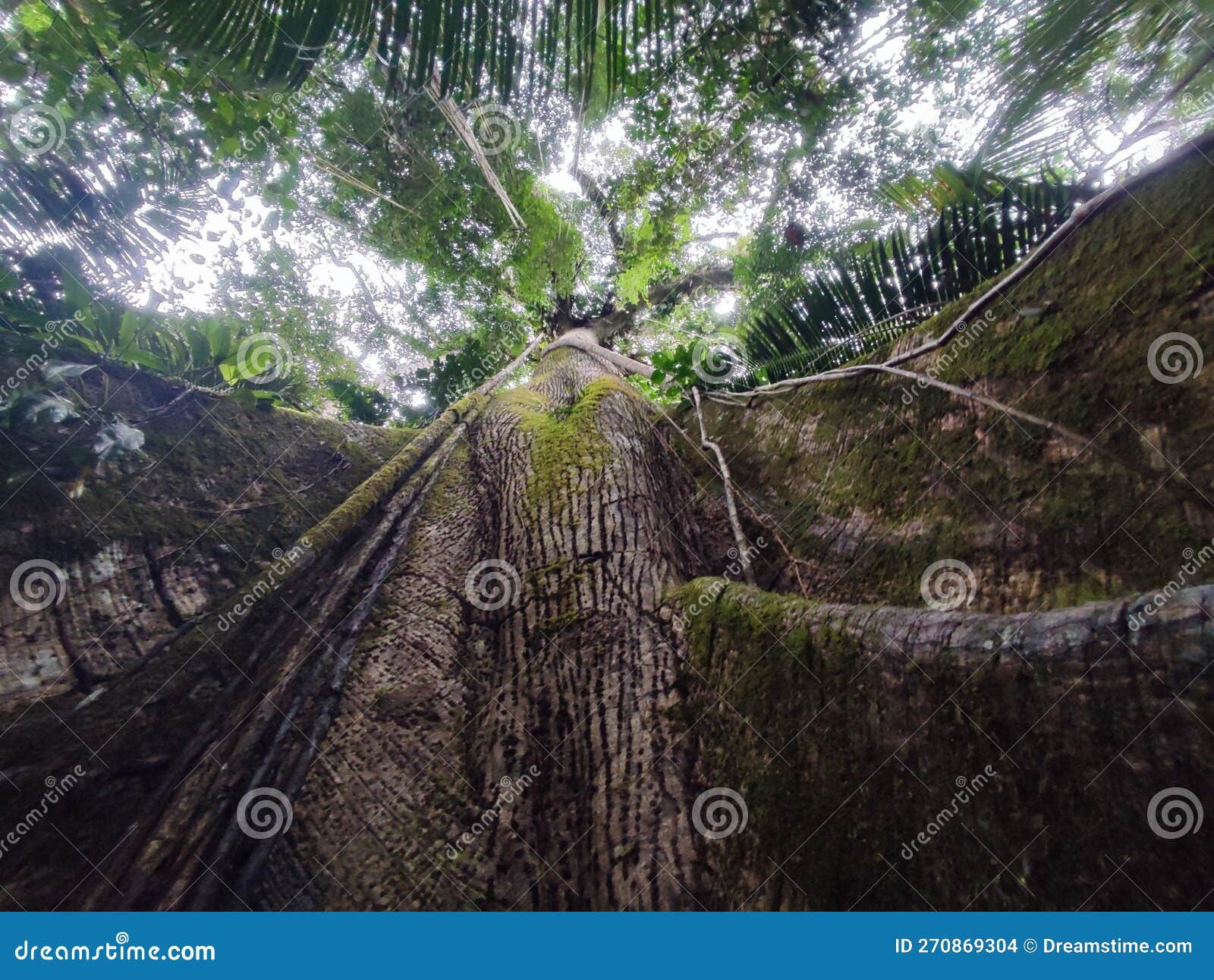 Massive Tree Rising into the Sky Stock Photo - Image of mountain, path ...
