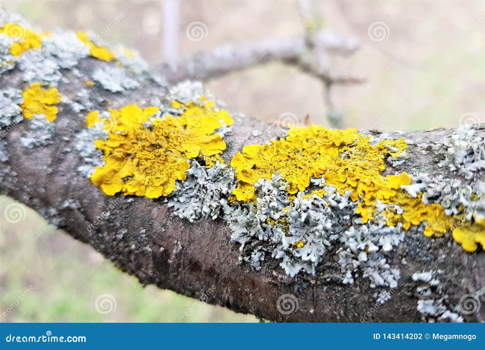 Massive Tree Branch Covered with Yellow Lichen Stock Photo - Image of ...