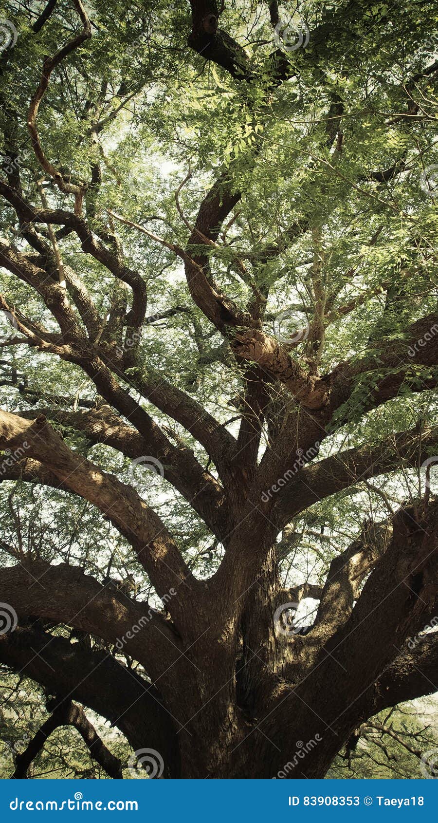 Massive tree branches stock image. Image of vintage, natural - 83908353