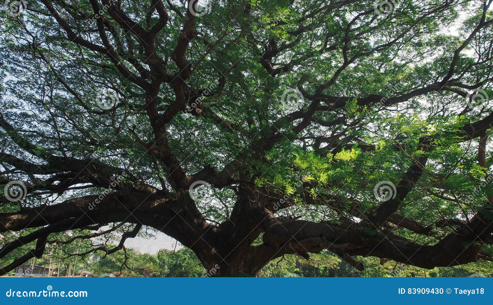 Massive tree branches stock photo. Image of park, forest - 83909430