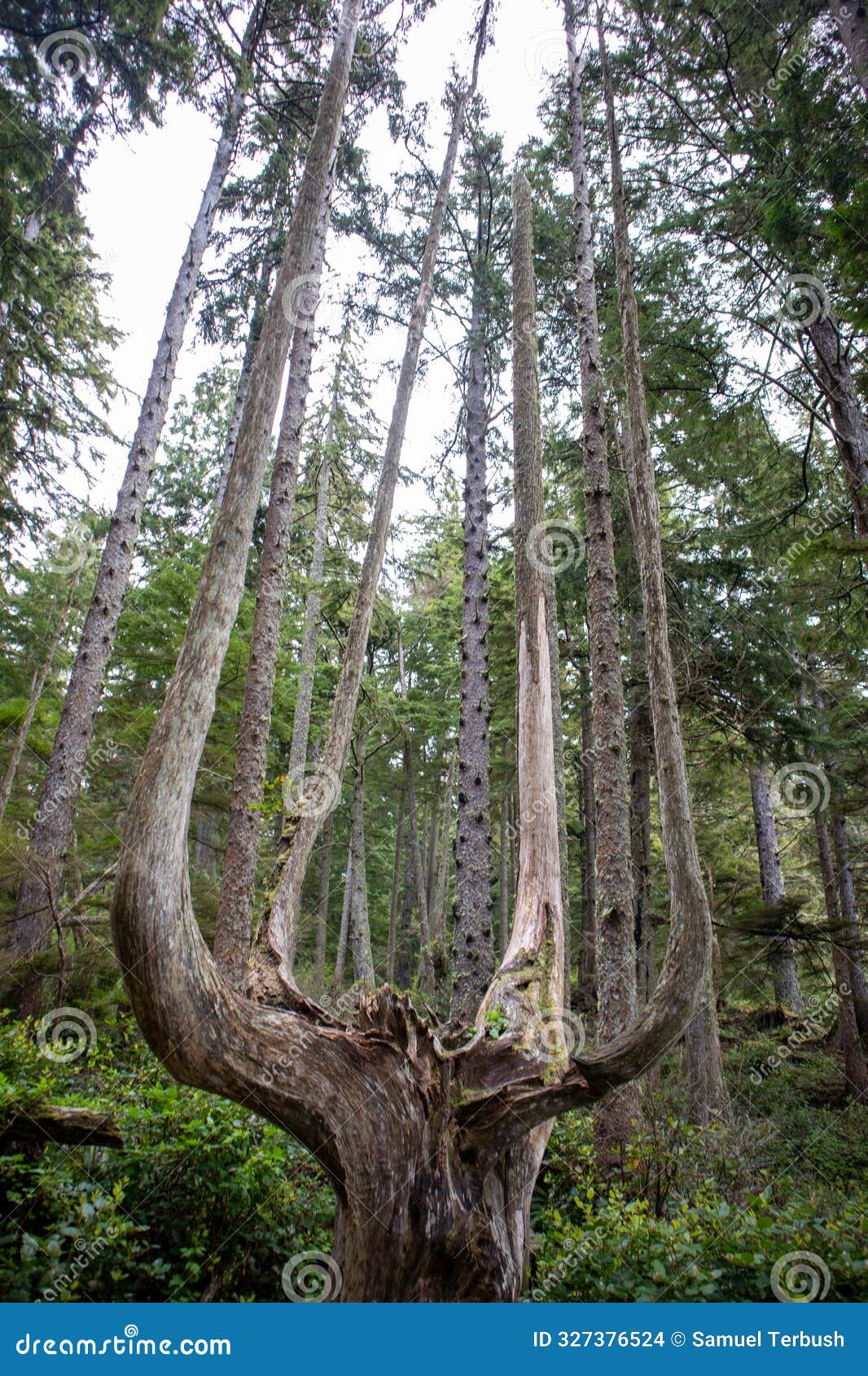 Massive Tree Branches into Multiple Trunks Stock Photo - Image of burl ...