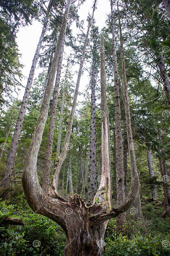 Massive Tree Branches into Multiple Trunks Stock Photo - Image of burl ...