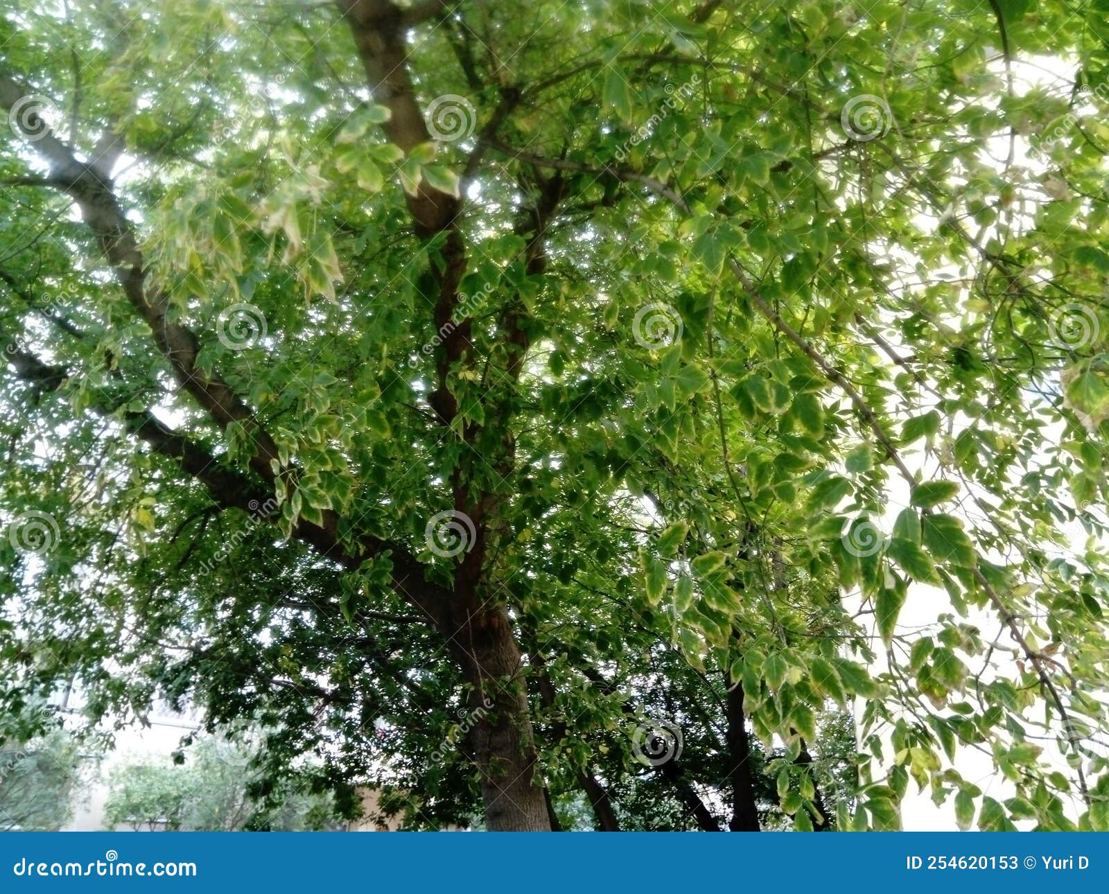 Massive Tree Crown with Gorgeous Leaves Stock Image - Image of trunk ...