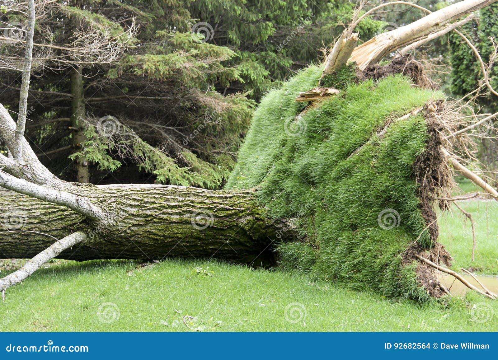 Massive Tree Downed by a Tornado Stock Photo - Image of branches, fell ...