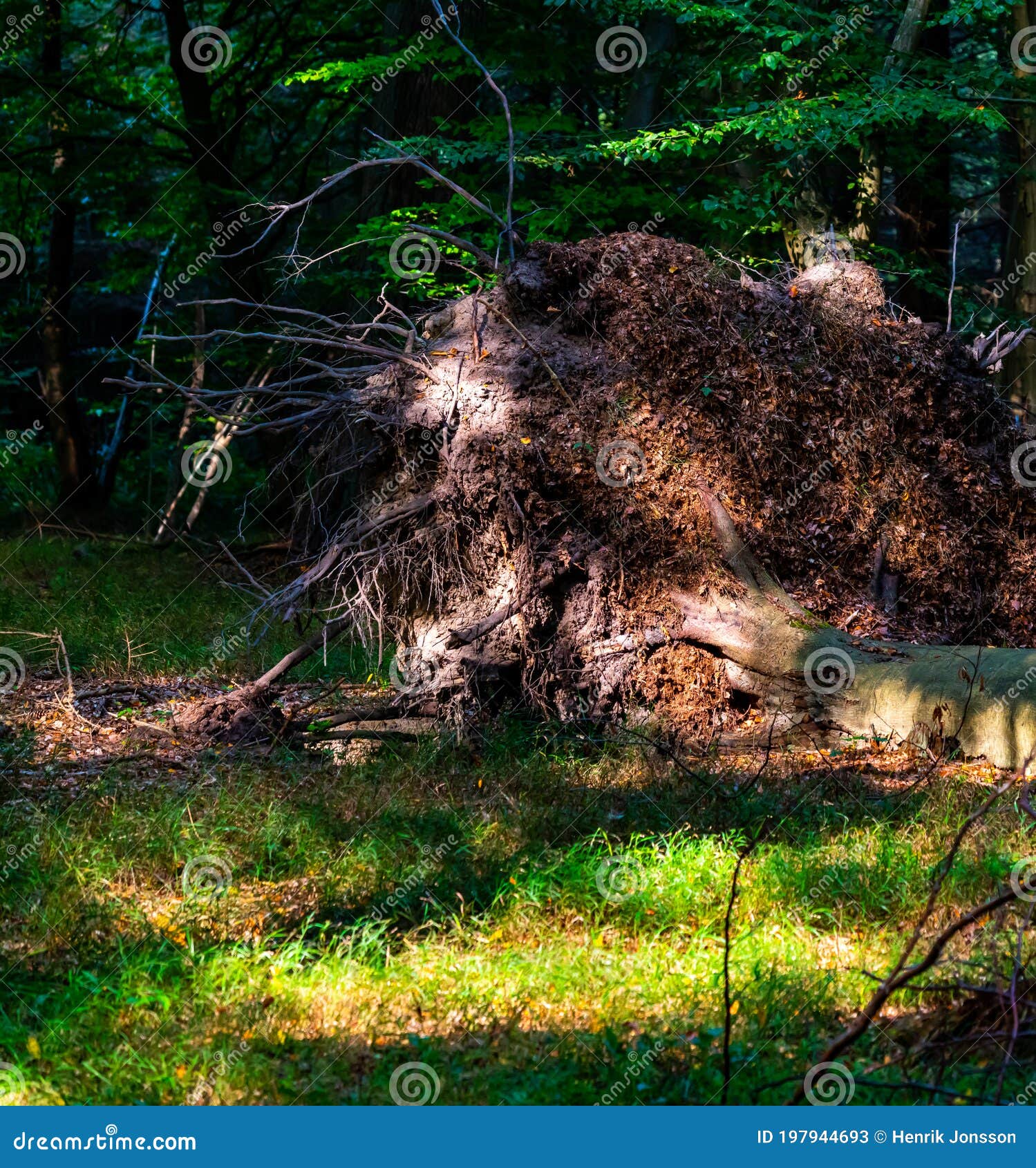 Fallen Tree with Root Clump in the Woods. Stock Image - Image of broken ...