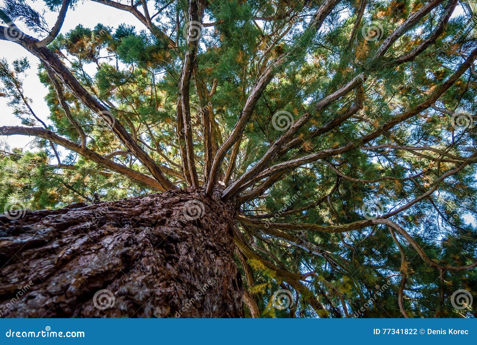 Massive tree stock photo. Image of green, forrest, local - 77341822