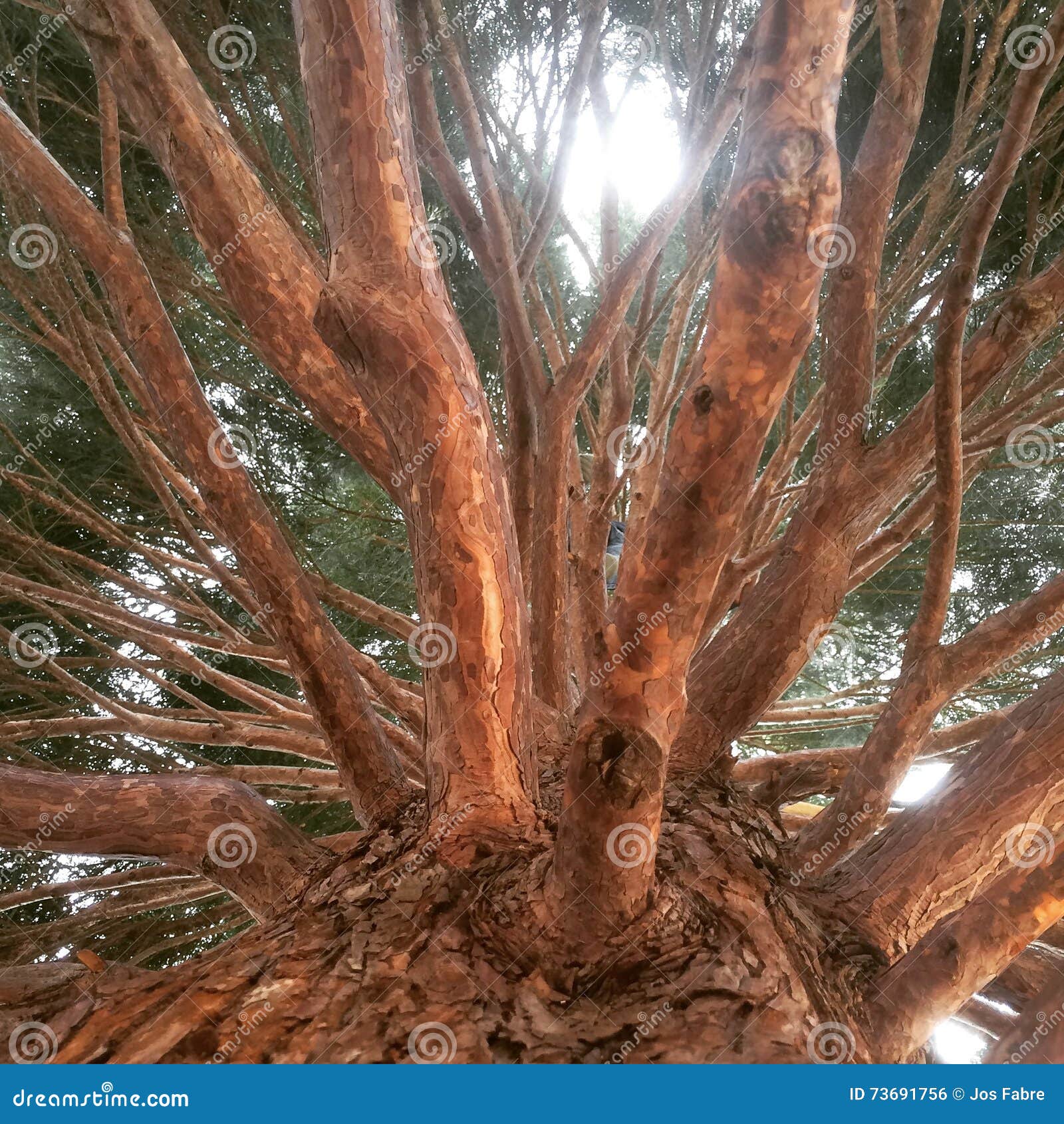 Massive Impressive Climbing Tree Photos - Free & Royalty-Free Stock ...