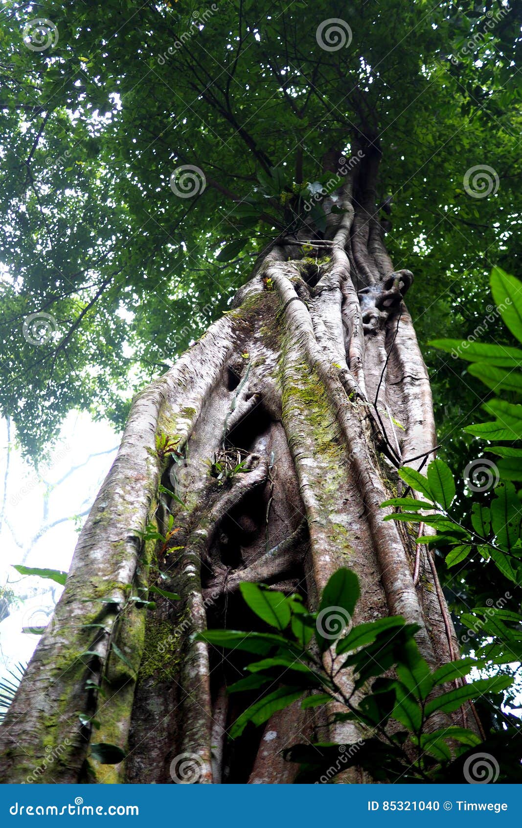 Massive tree in the jungle stock photo. Image of huge - 85321040