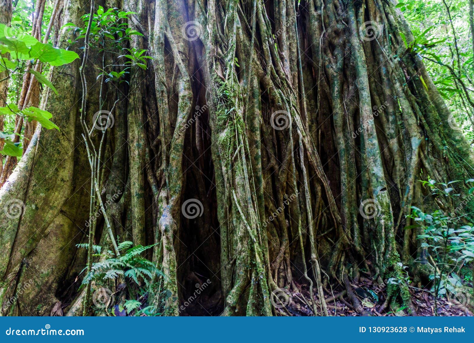 Massive Tree in a Jungle of Pana Stock Photo - Image of panama ...