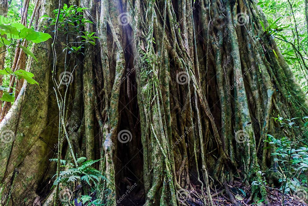 Massive Tree in a Jungle of Pana Stock Photo - Image of panama, rainforest: 130923628