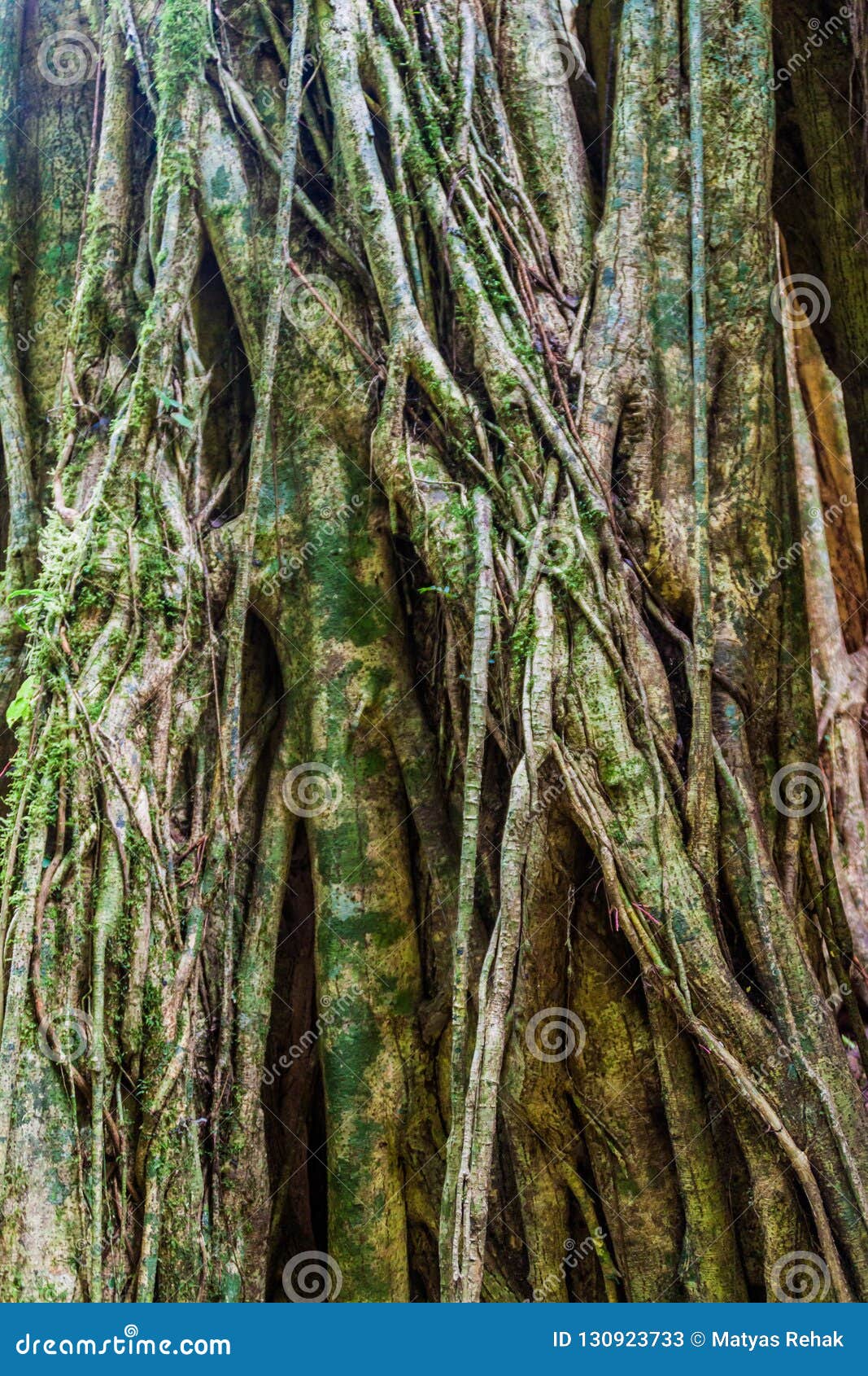 Massive Tree in a Jungle of Pana Stock Image - Image of high, trunk ...