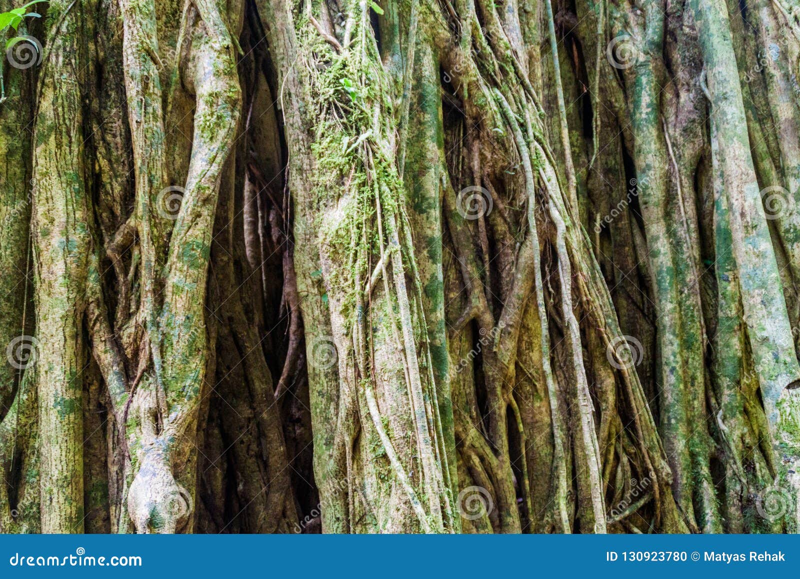 Massive Tree in a Jungle of Pana Stock Photo - Image of tree, roots ...